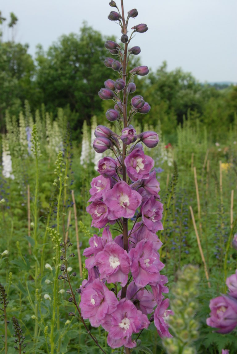 Delphinium: Medium Pink – Blossom Hill Nursery