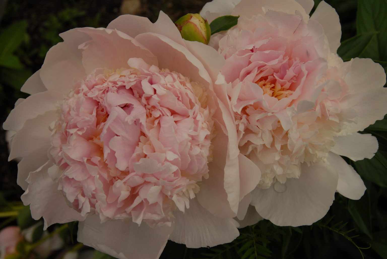 Angel Cheeks – Blossom Hill Nursery