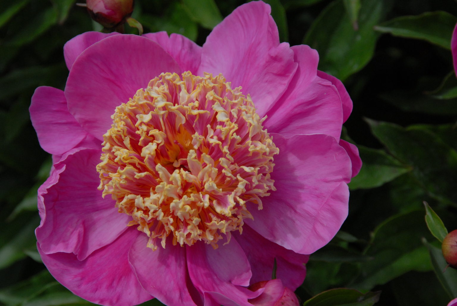 Doreen – Blossom Hill Nursery