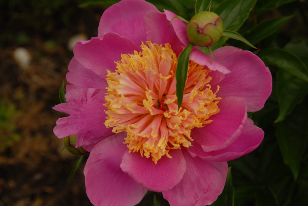 Doreen – Blossom Hill Nursery