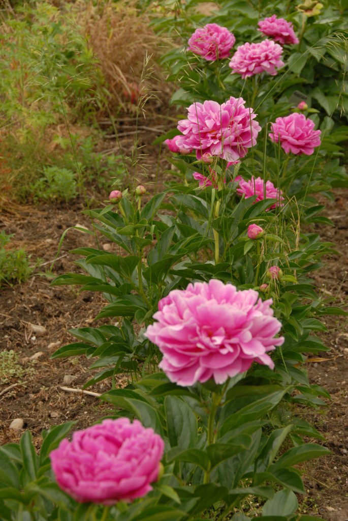 Rozella – Blossom Hill Nursery