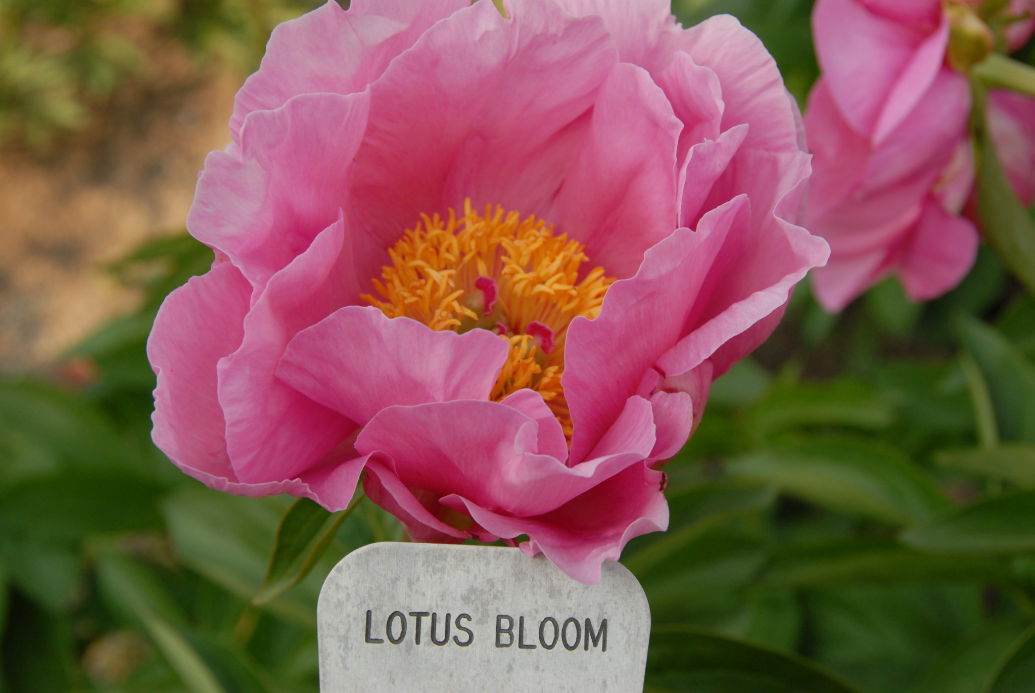 Lotus Bloom – Blossom Hill Nursery