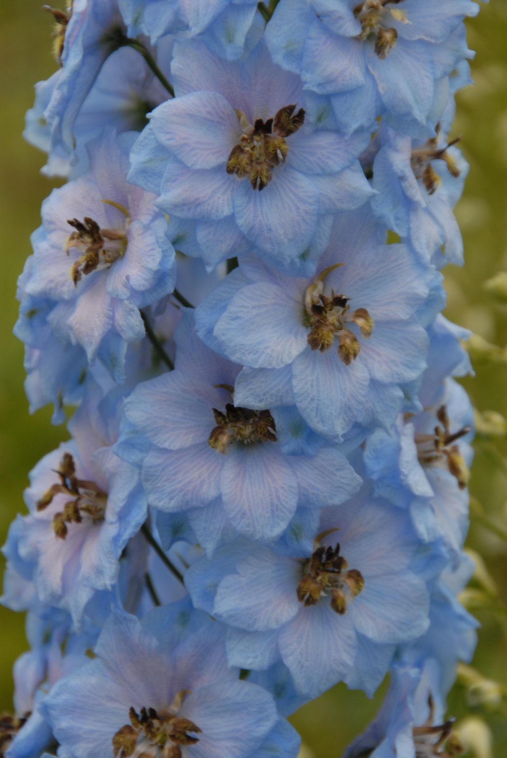 Delphinium: Light Blue – Blossom Hill Nursery