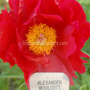 Alexander Woollcott – Blossom Hill Nursery