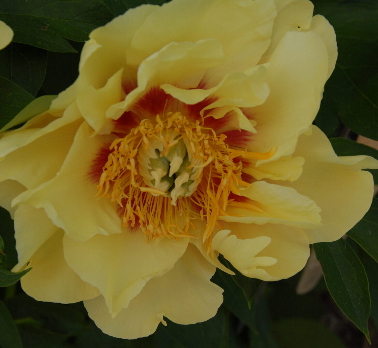 Prairie Charm – Blossom Hill Nursery