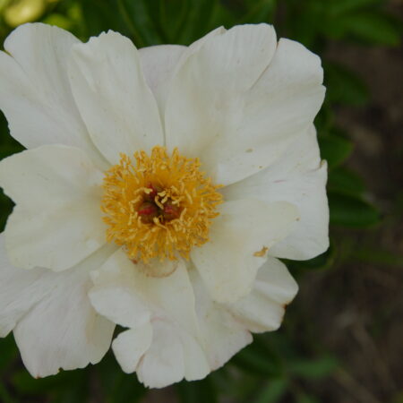 Peonies – Blossom Hill Nursery